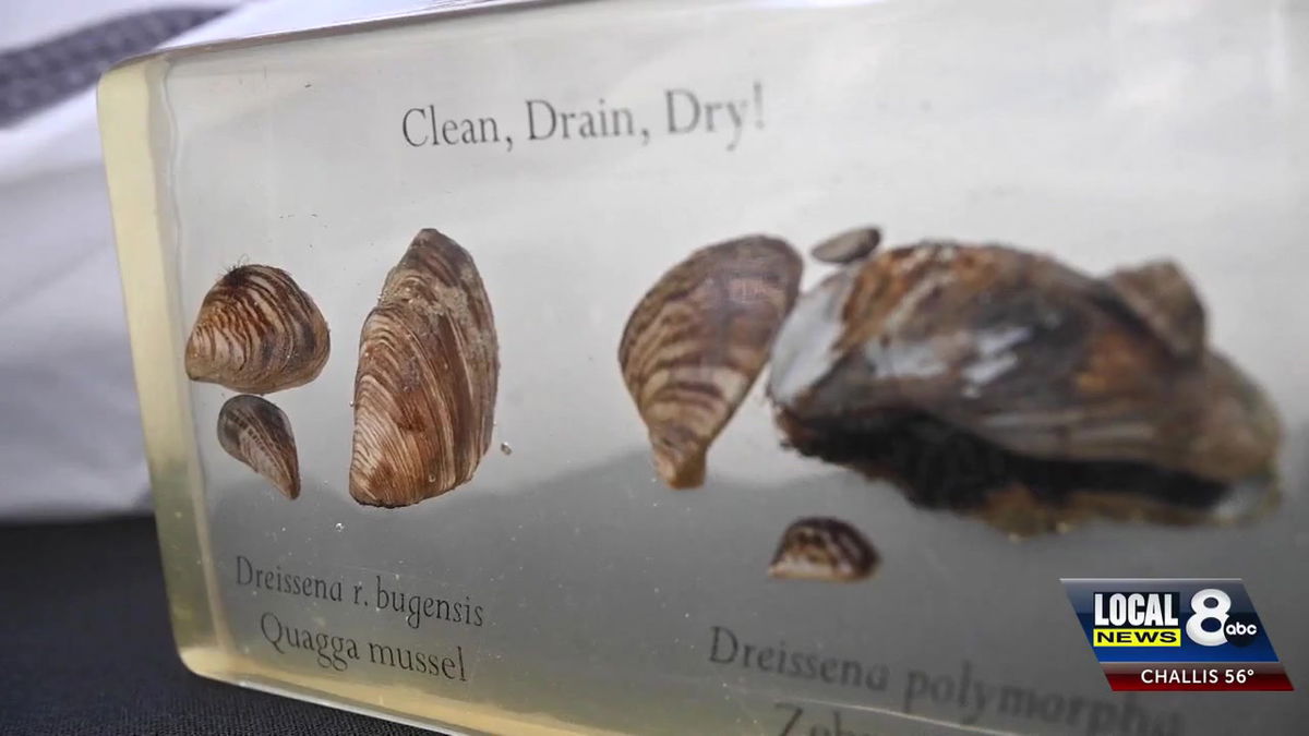 State officials quickly respond to quagga mussel discovery - LocalNews8 ... State officials quickly respond to quagga mussel discovery - LocalNews8 ...